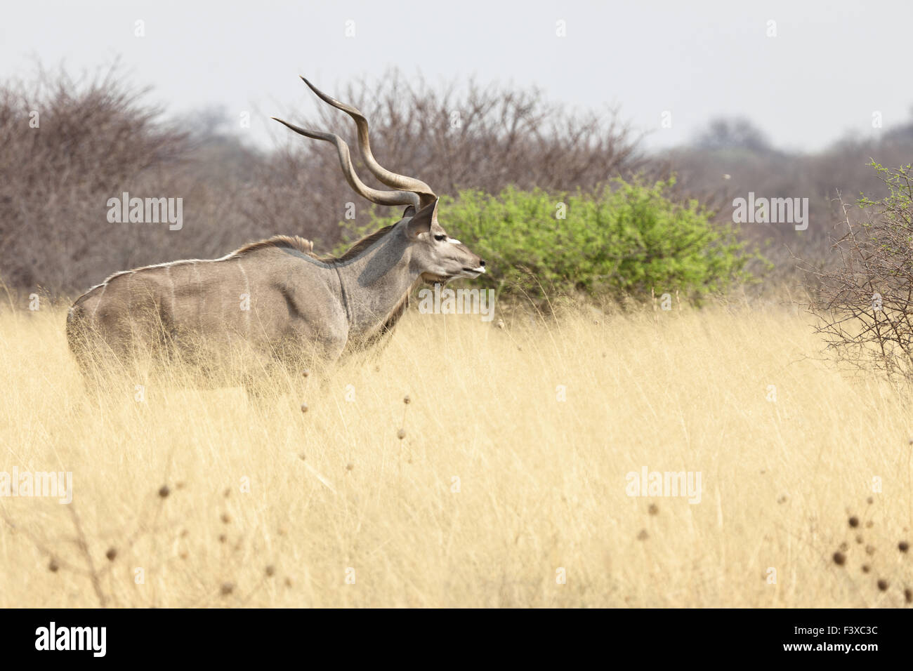 kudu in namibia Stock Photo - Alamy