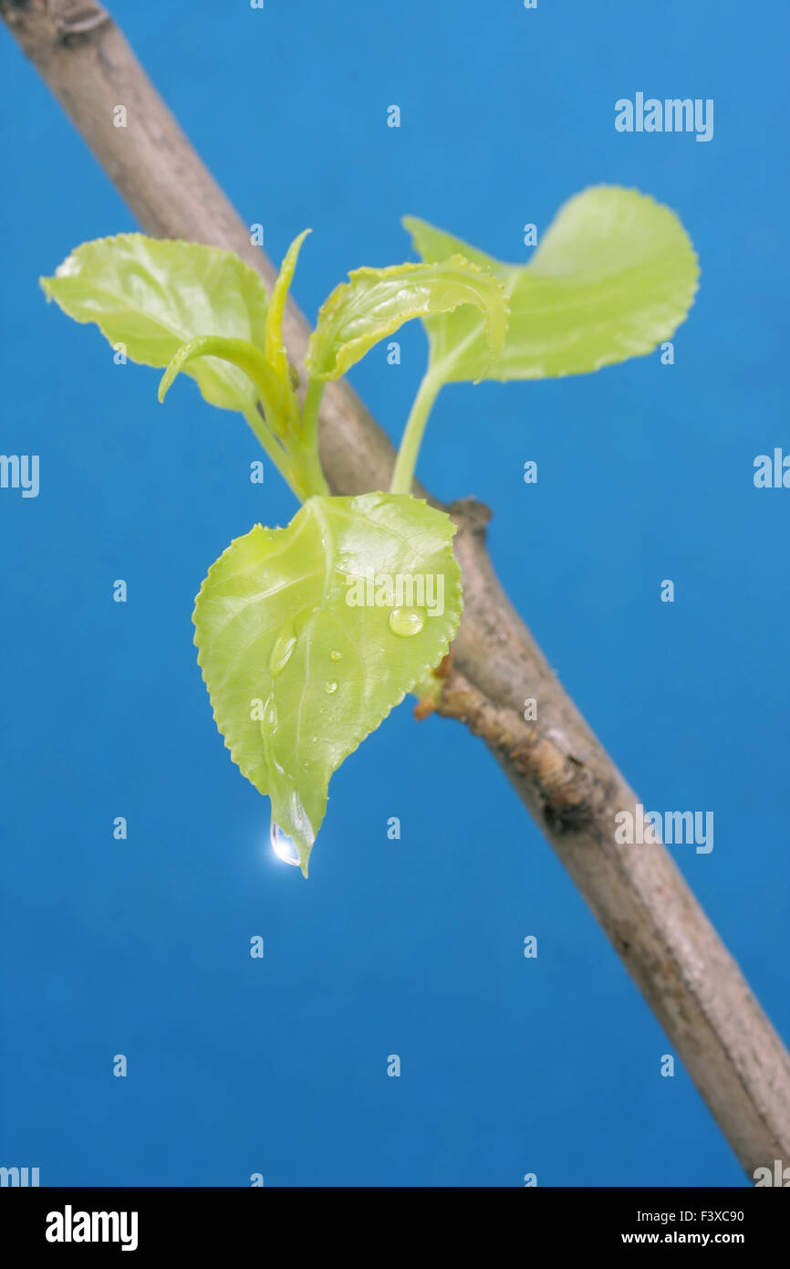 First leaf growth hi-res stock photography and images - Alamy