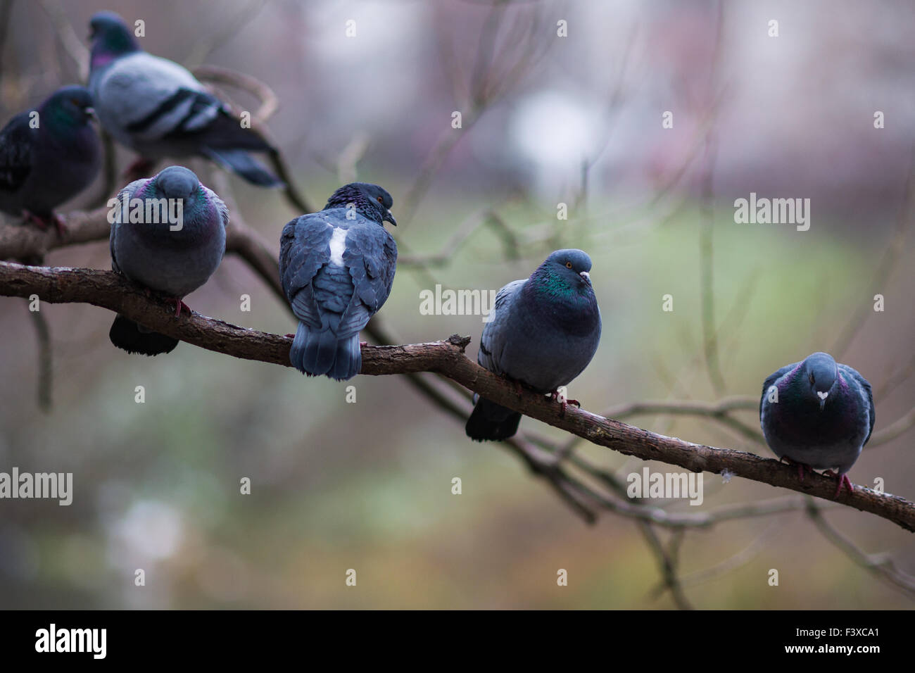 Of A Personal Opinion Stock Photo - Alamy