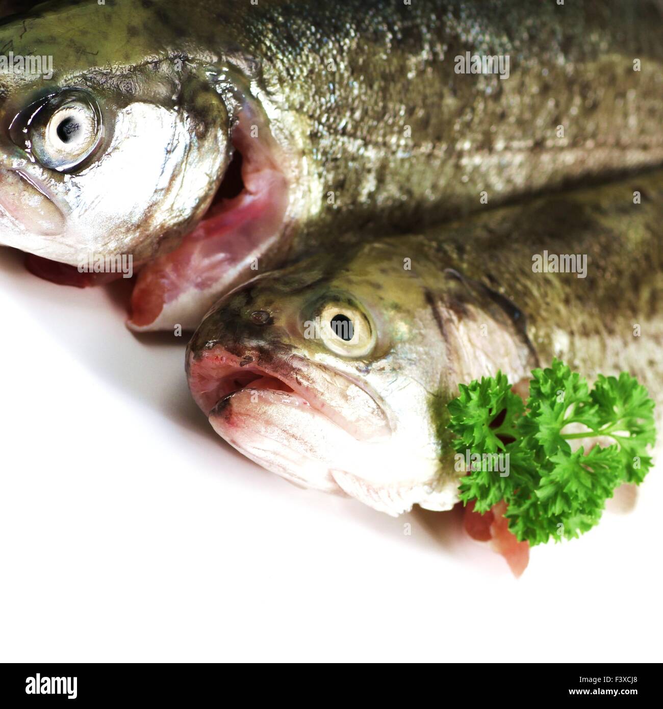 two trout on white background Stock Photo - Alamy