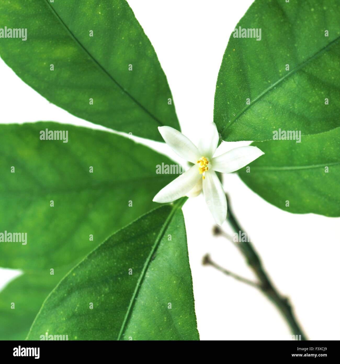 Flower of lemon Stock Photo - Alamy