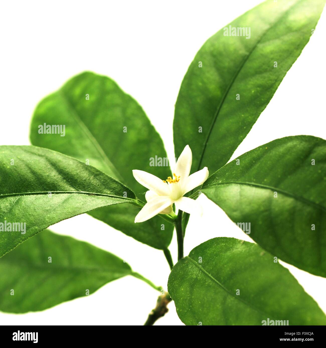 Flower of lemon Stock Photo - Alamy
