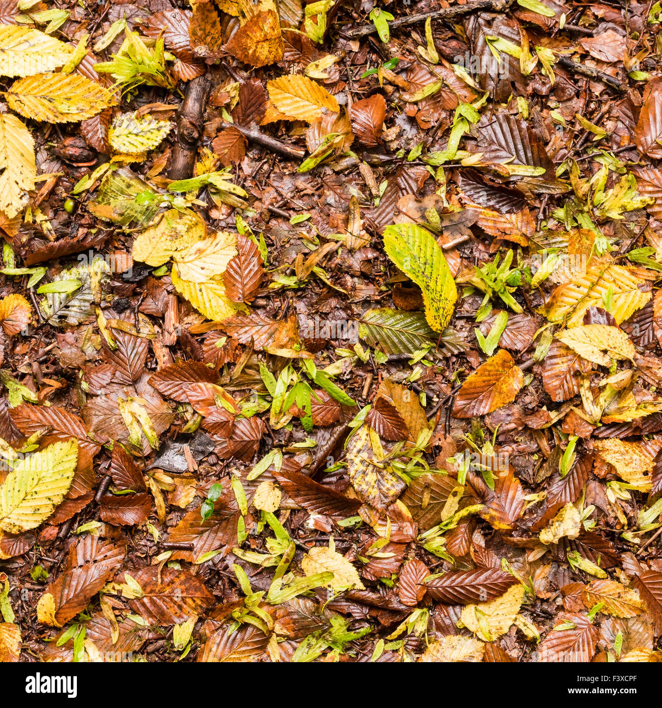 Ground color hi-res stock photography and images - Alamy