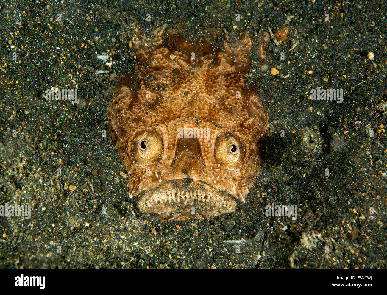 Stargazer Waiting Buried in Sand Waiting for Prey Stock Photo - Alamy