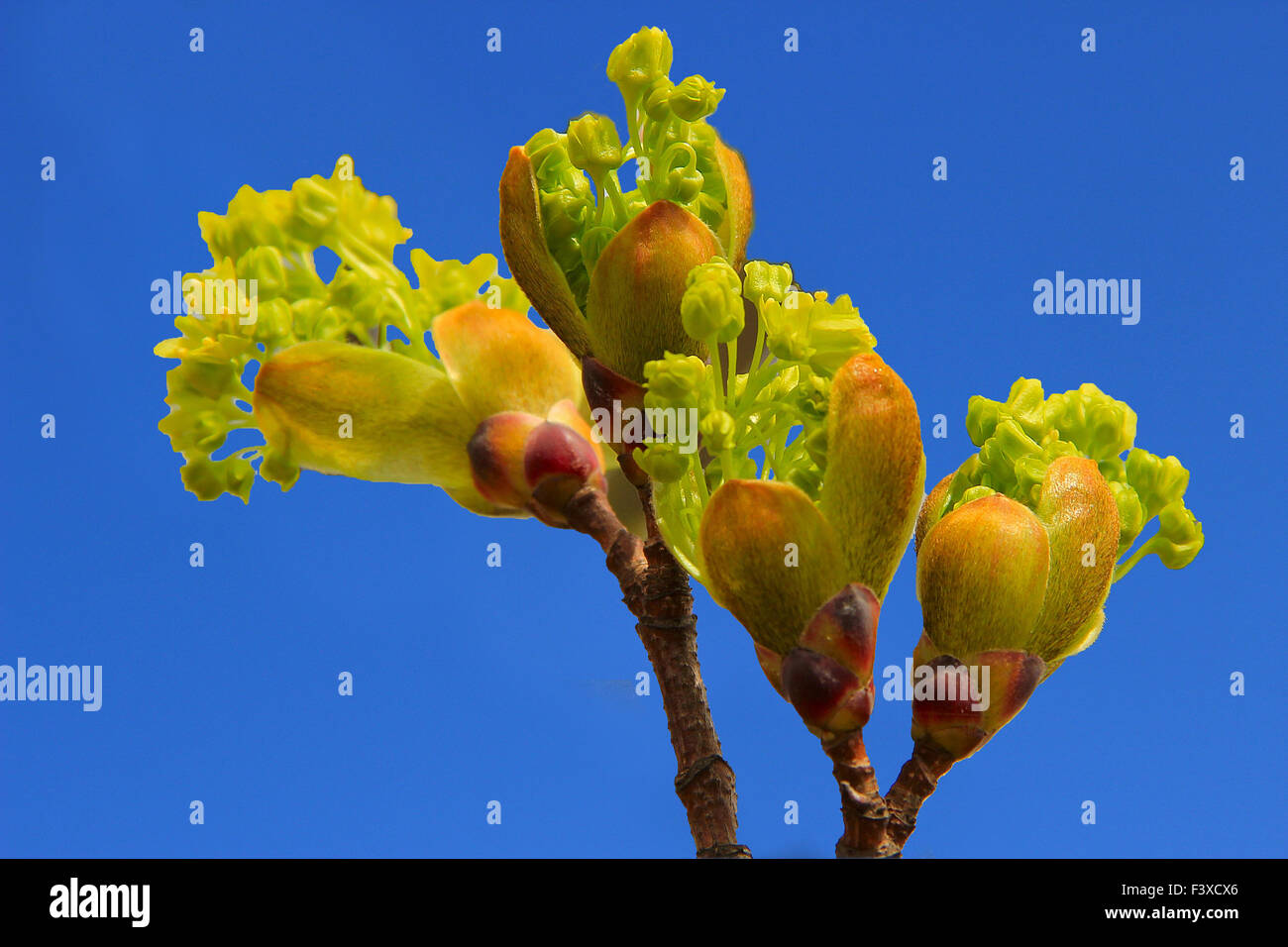 norway maple in spring Stock Photo - Alamy