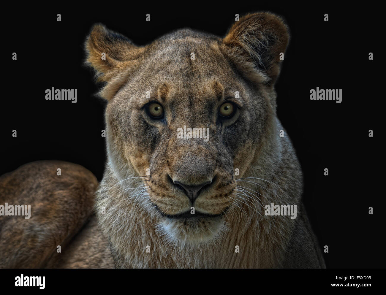 Lioness look hi-res stock photography and images - Alamy