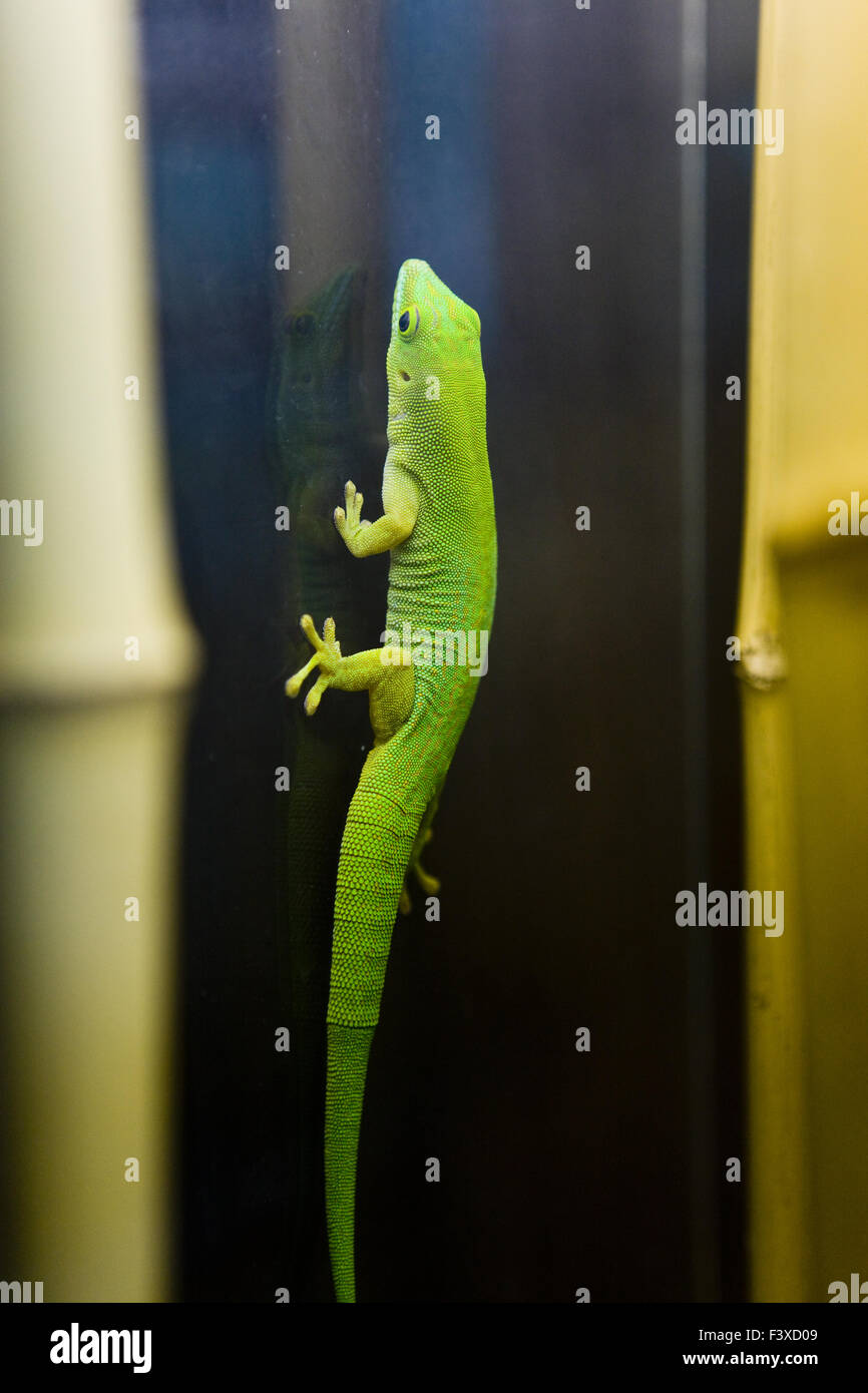 Lizard pet glass hi-res stock photography and images - Alamy
