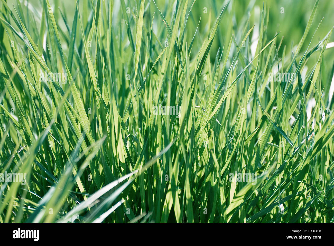 Stems green grass on the lawn Stock Photo - Alamy