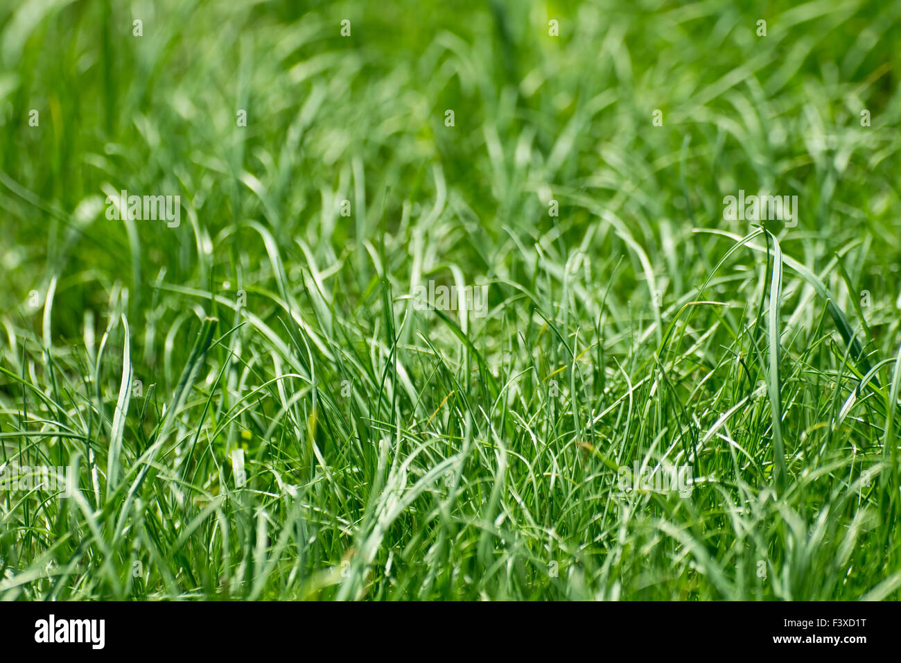 Stems green grass on the lawn Stock Photo - Alamy