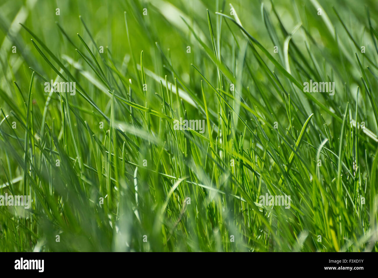 Weed grass stem stalk hi-res stock photography and images - Alamy