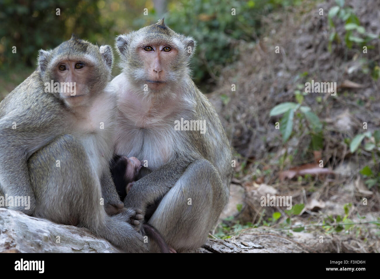 Monkey with baby Stock Photo - Alamy