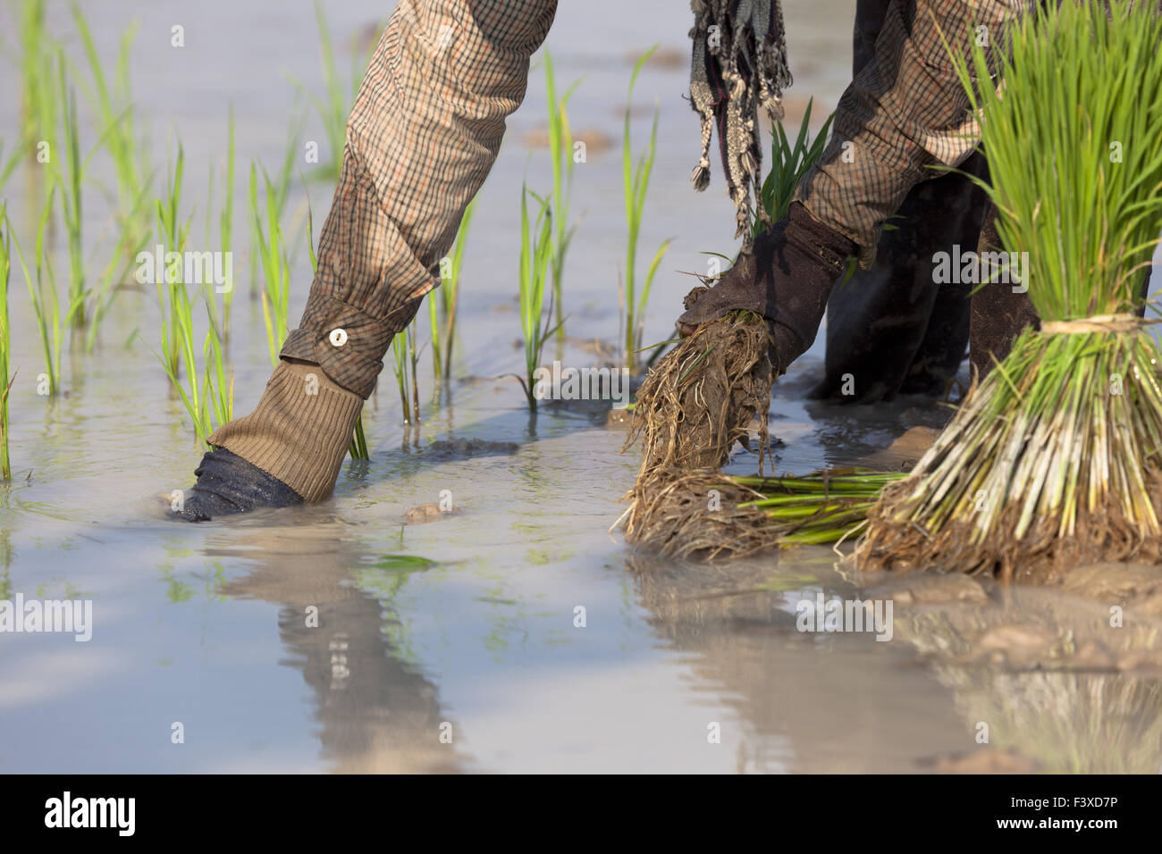 Vietnam feld hi-res stock photography and images - Alamy