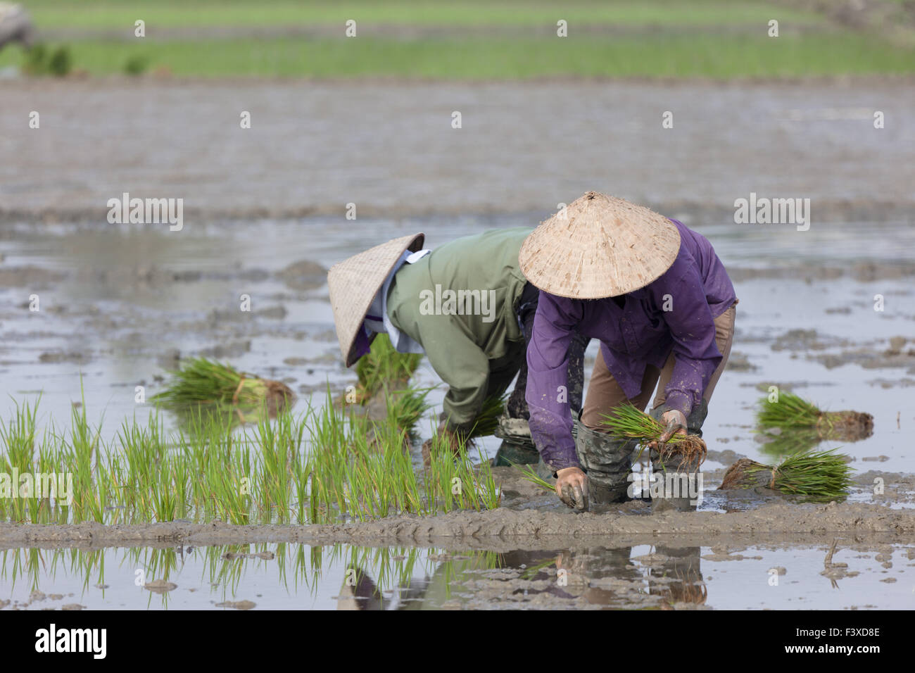 Woman working at the rice field Stock Photo - Alamy