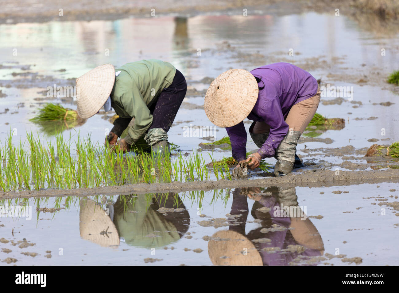 Rice plantage hi-res stock photography and images - Alamy