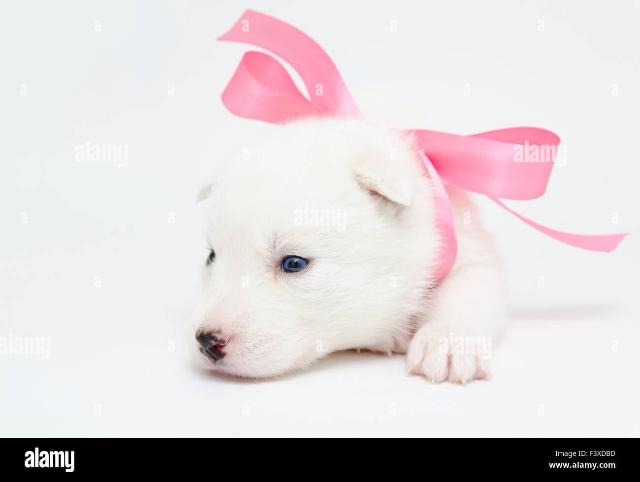 Pink puppy indoors hi-res stock photography and images - Alamy