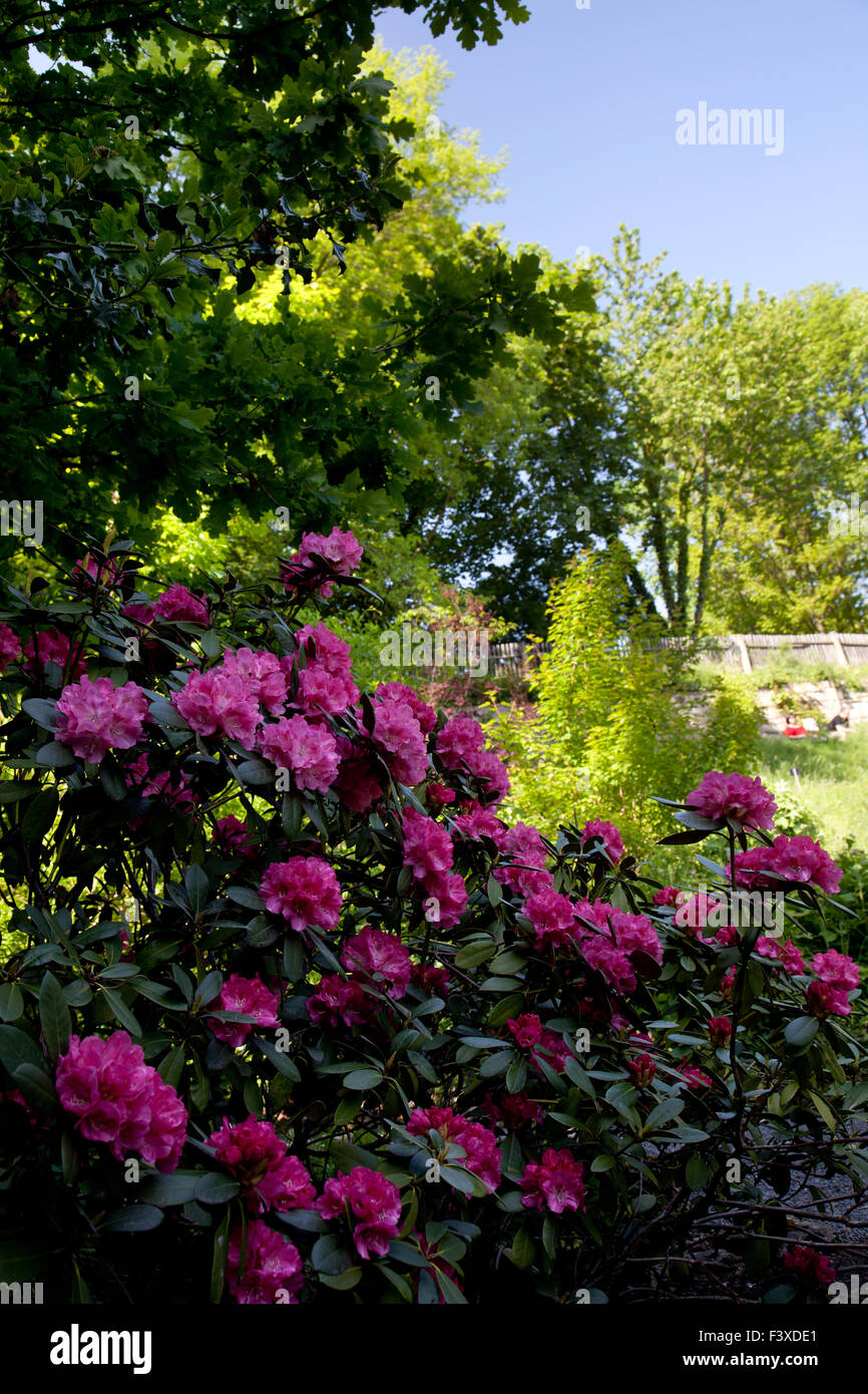 Lavender rhododendron hi-res stock photography and images - Alamy