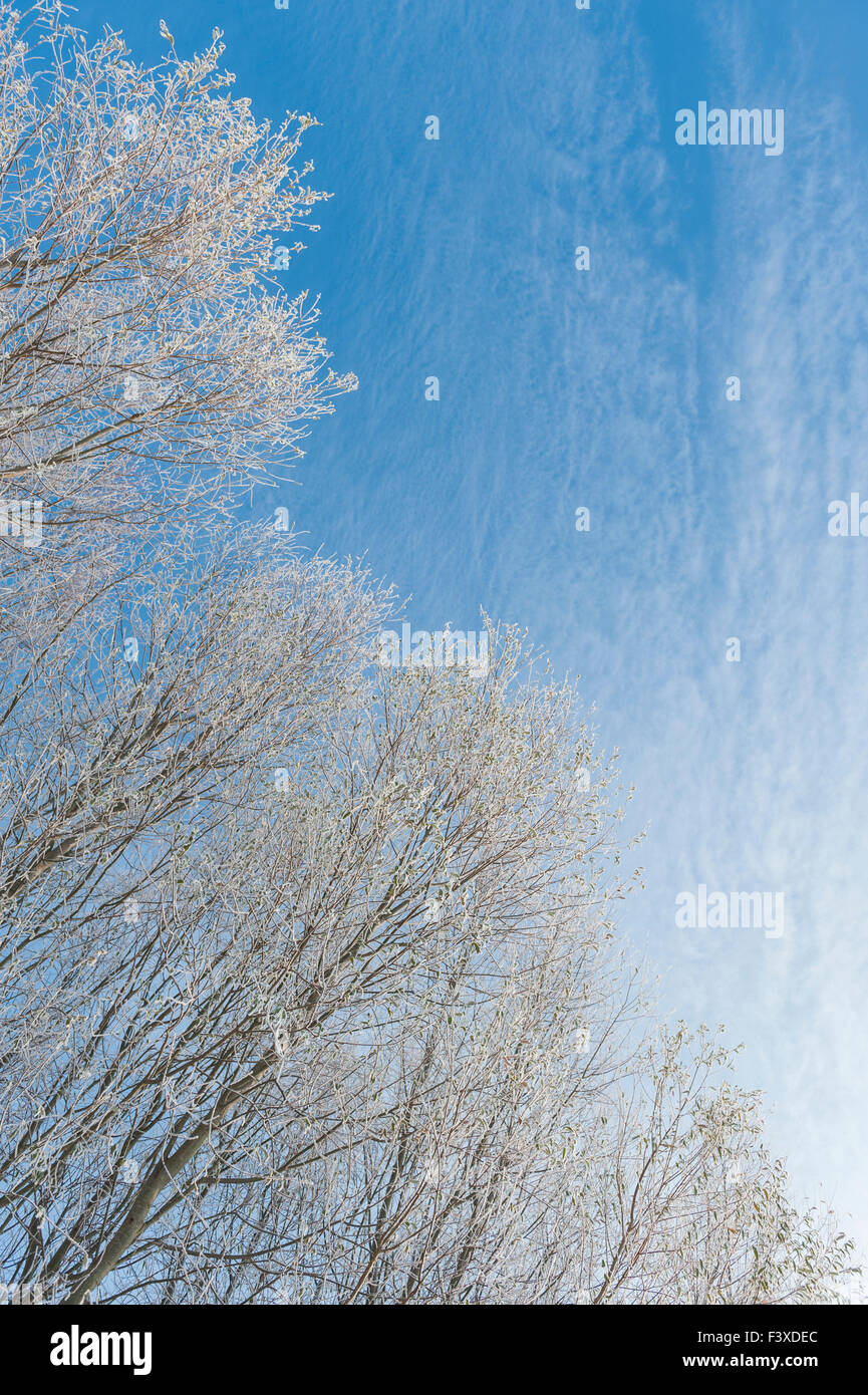 Blue willow hi-res stock photography and images - Alamy