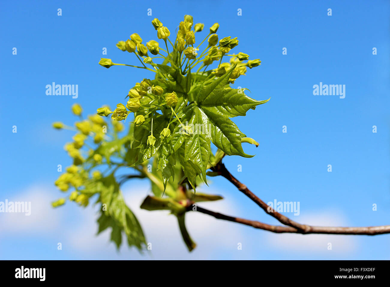 norway maple in spring Stock Photo - Alamy