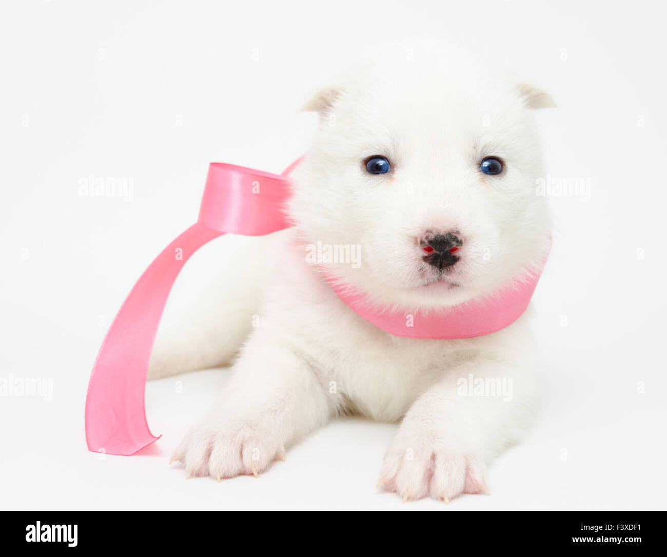 Pink puppy indoors hi-res stock photography and images - Alamy