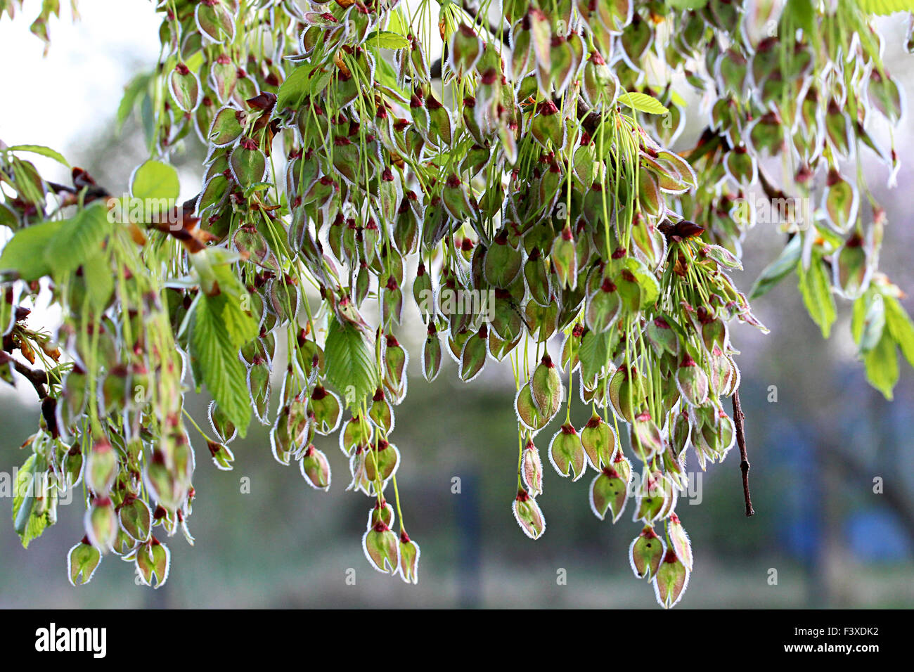 elm tree in spring Stock Photo - Alamy