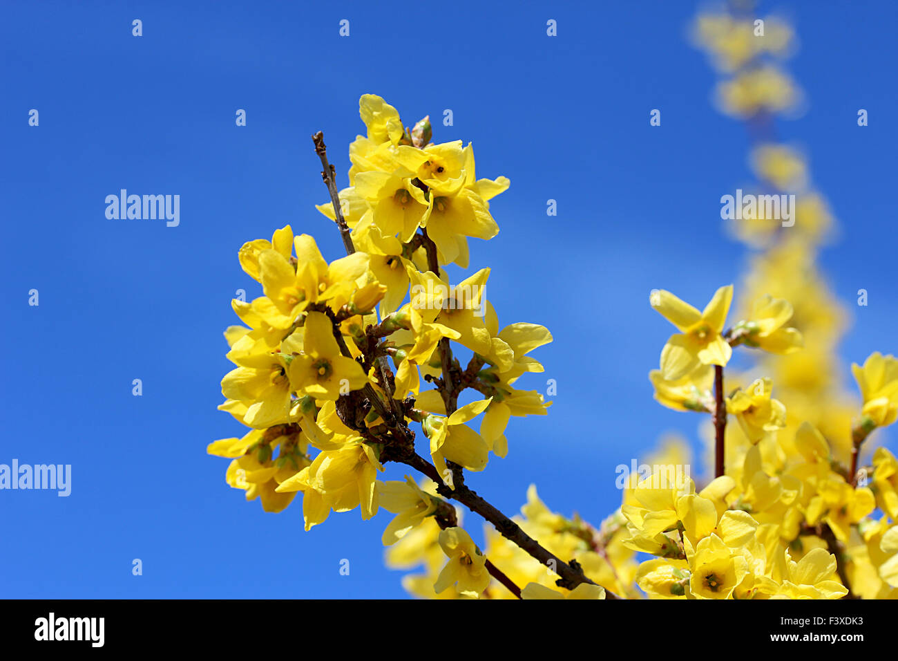 forsythia in spring Stock Photo - Alamy