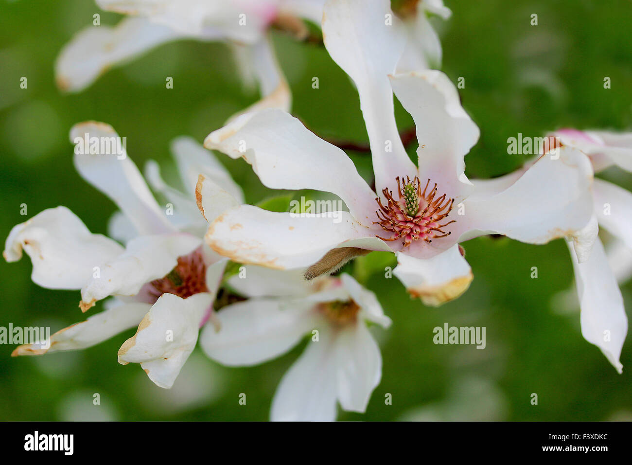 Magnolia blossoms in spring hi-res stock photography and images - Alamy