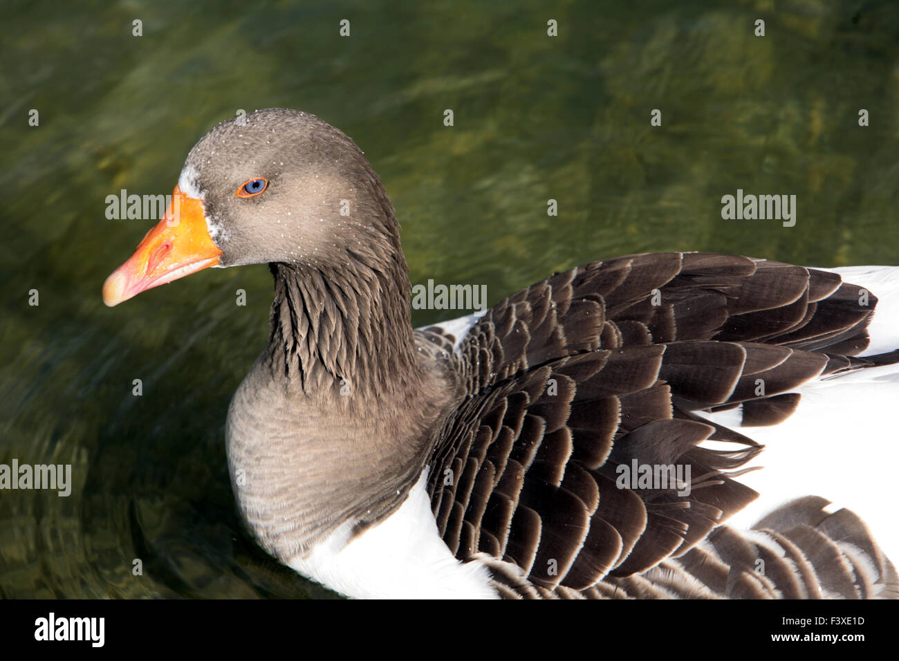 Ganzkoerperportraits hi-res stock photography and images - Alamy