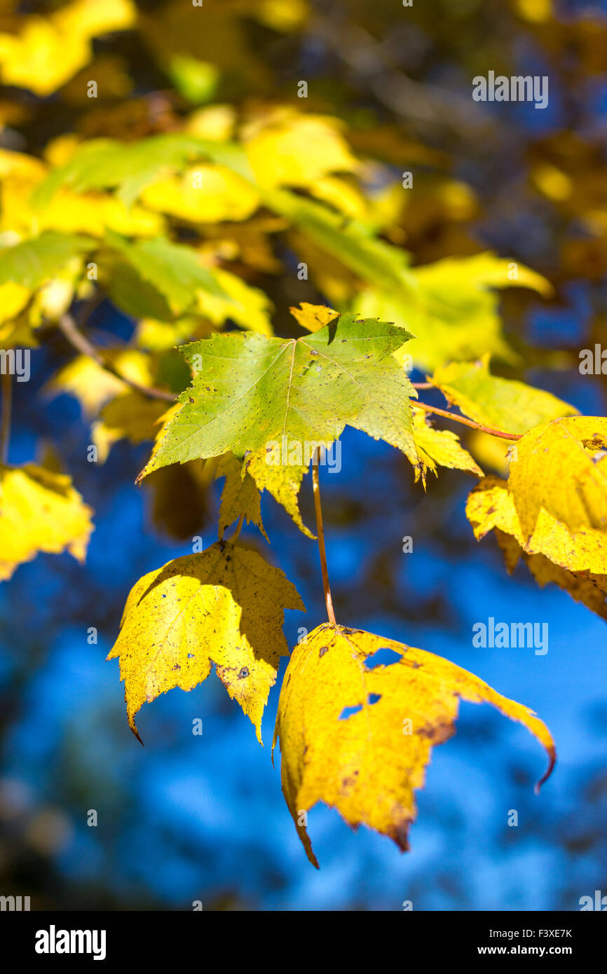 Turning of the leaves Stock Photo - Alamy