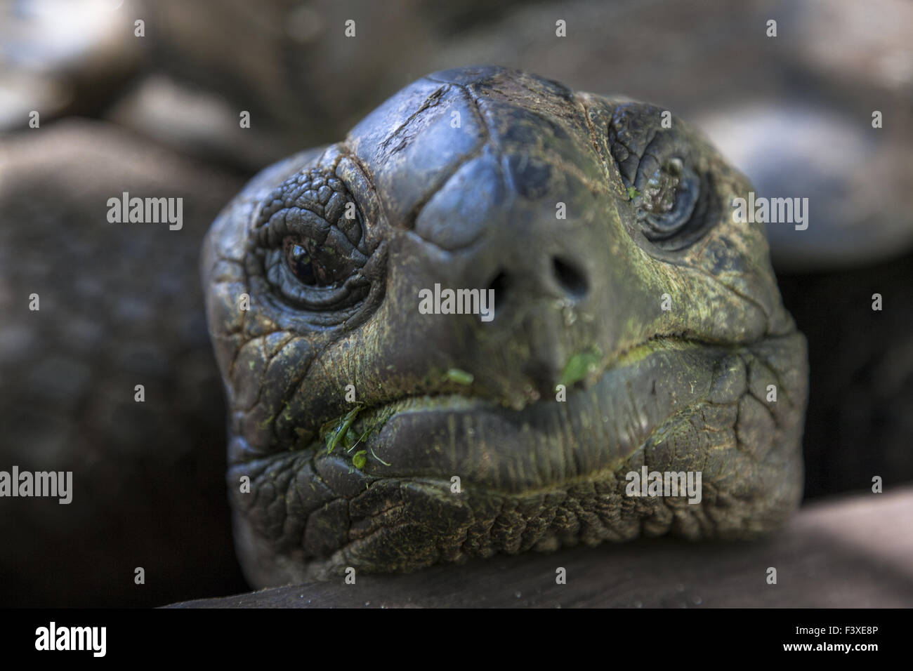 Giant tortoise portrait Stock Photo - Alamy