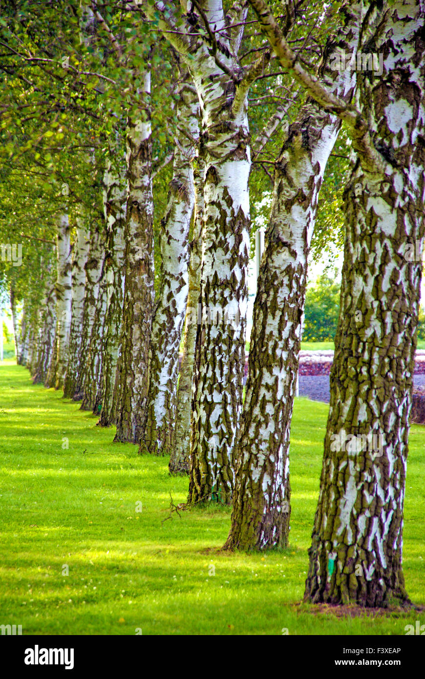 Birch trellis hi-res stock photography and images - Alamy