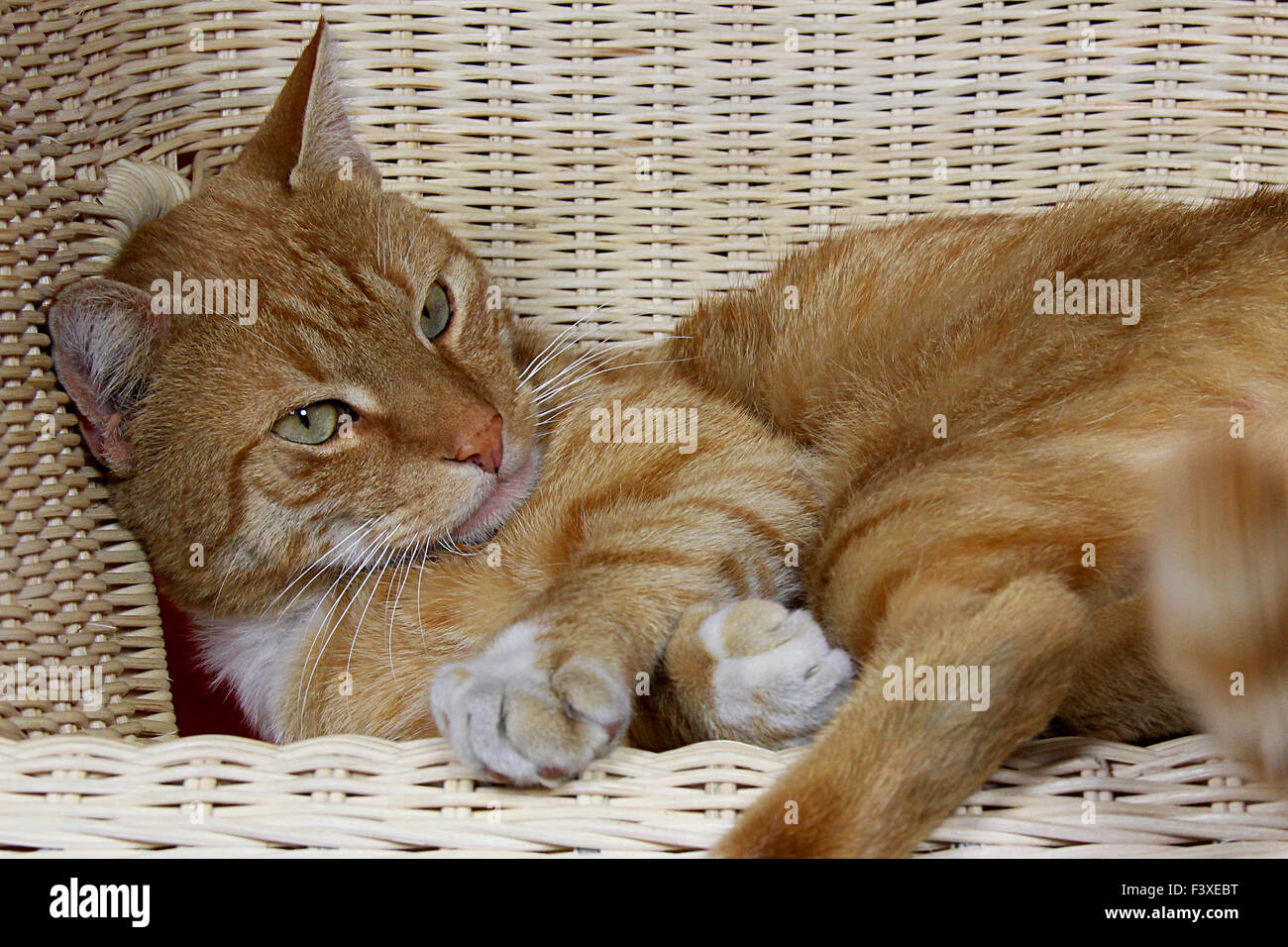 Red baby cat hi-res stock photography and images - Alamy