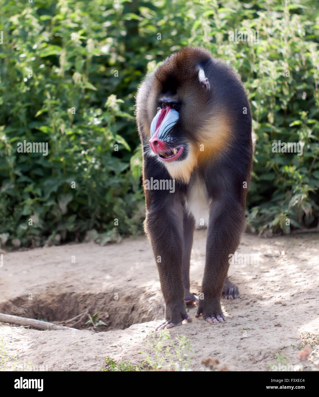 A single, standing, adult, male, Mandrill at Wingham Wildlife PArk ...