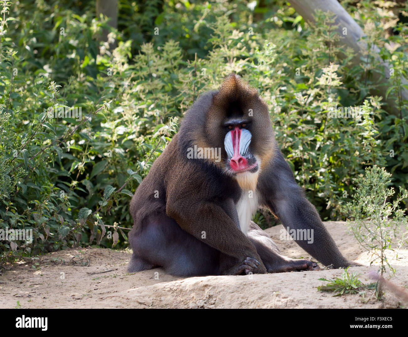 A seated, single, adult, male, Mandrill at Wingham Wildlife Park Stock ...
