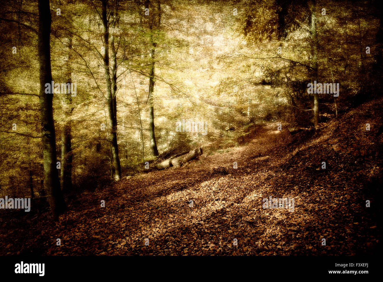 Mystical forest hi-res stock photography and images - Alamy
