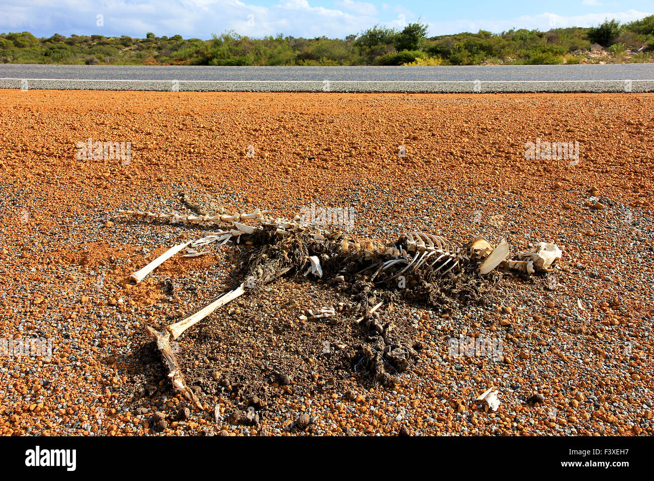australia - kangaroo on road Stock Photo - Alamy