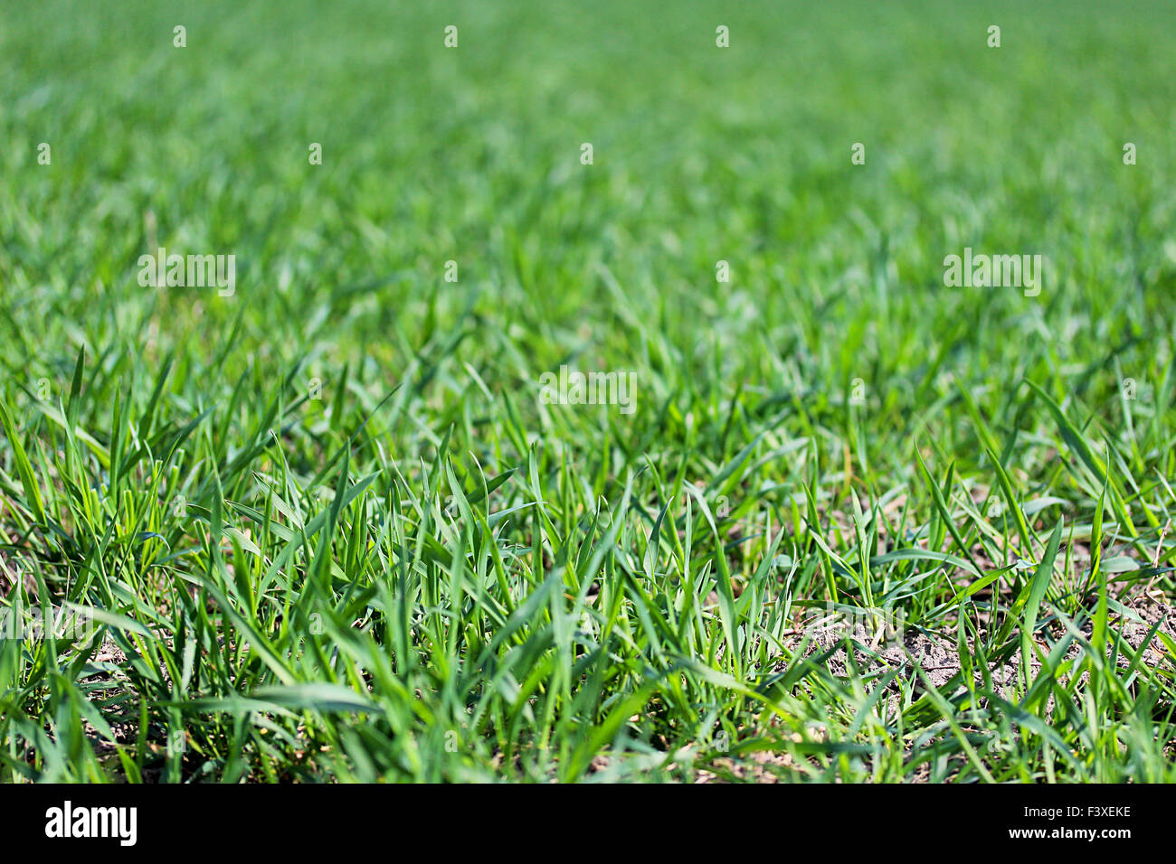 meadow in spring Stock Photo - Alamy