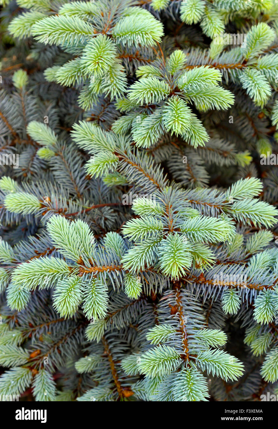 Green prickly branches of pine Stock Photo - Alamy