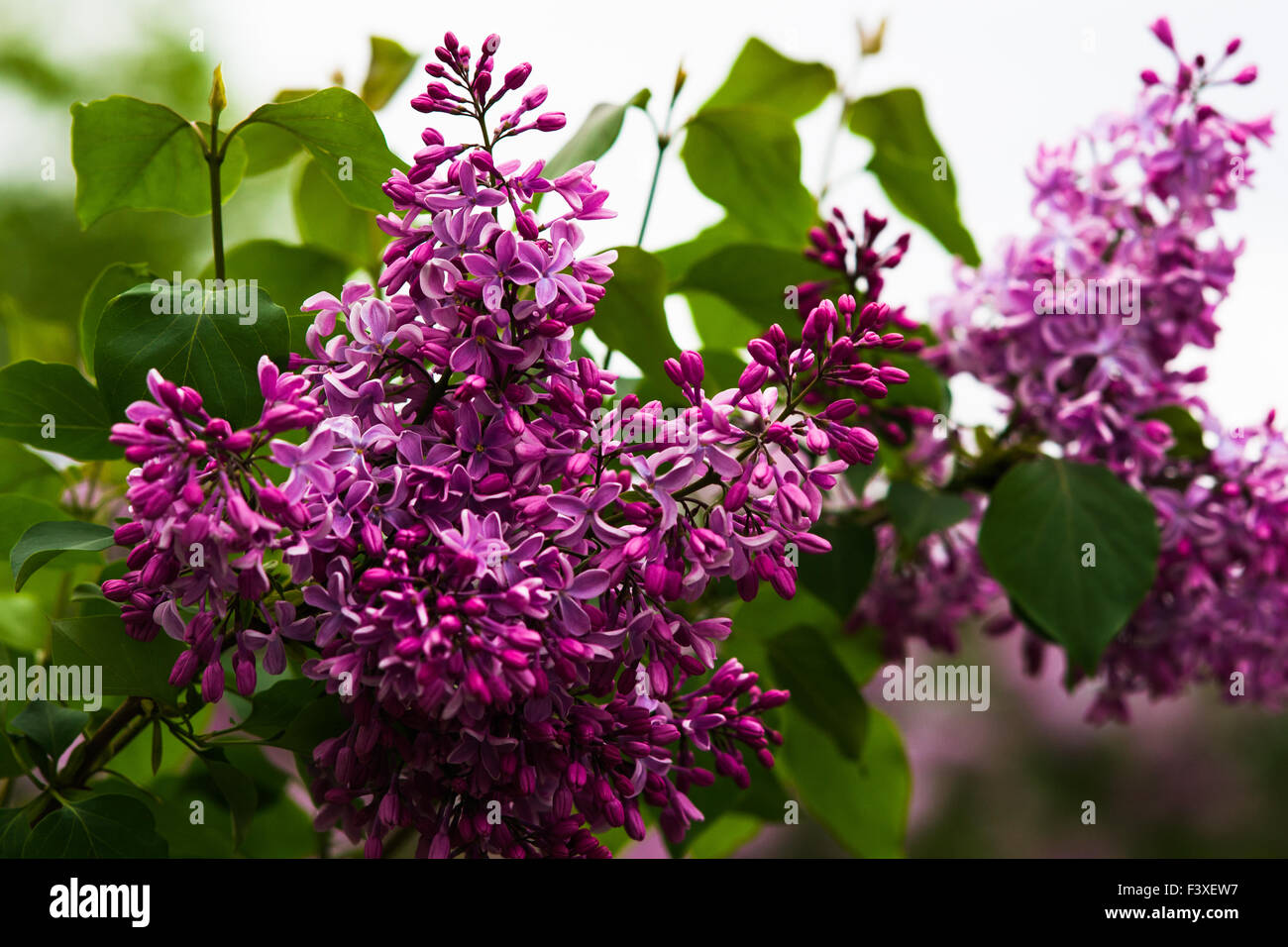 Syringa flowers hi-res stock photography and images - Alamy