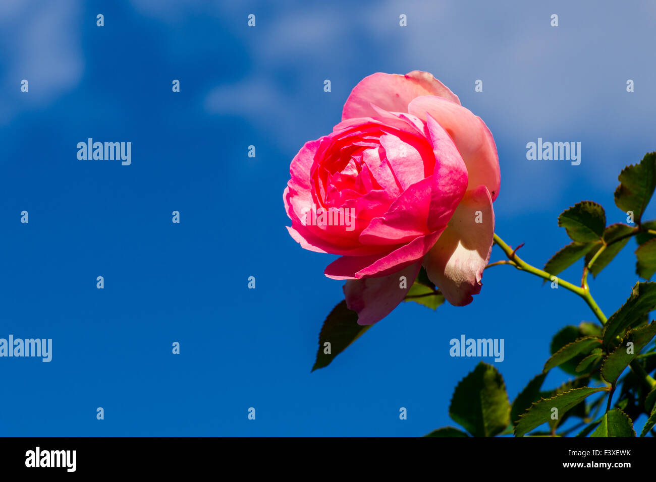 Spider rose flower hi-res stock photography and images - Alamy