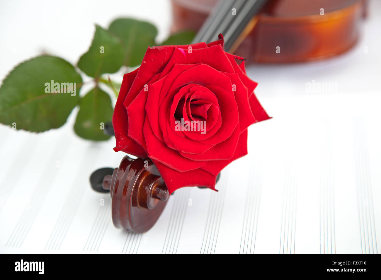 Violin music instrument rose hi-res stock photography and images - Alamy