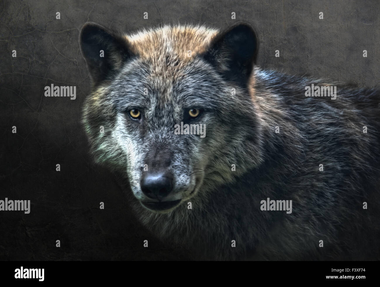 The wolfman hi-res stock photography and images - Alamy