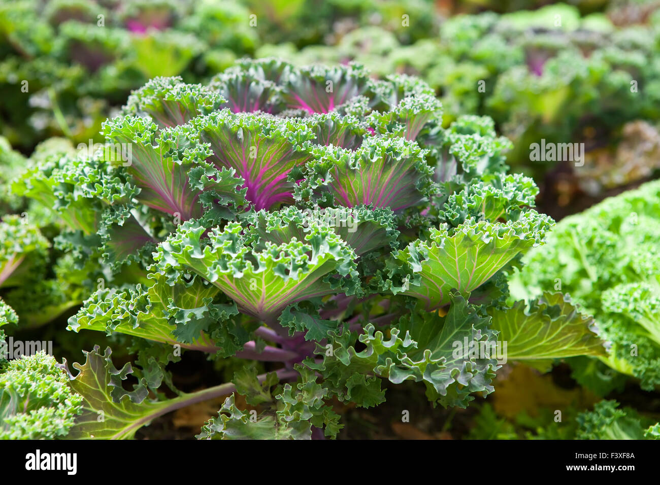 Decorative leafy hi-res stock photography and images - Alamy