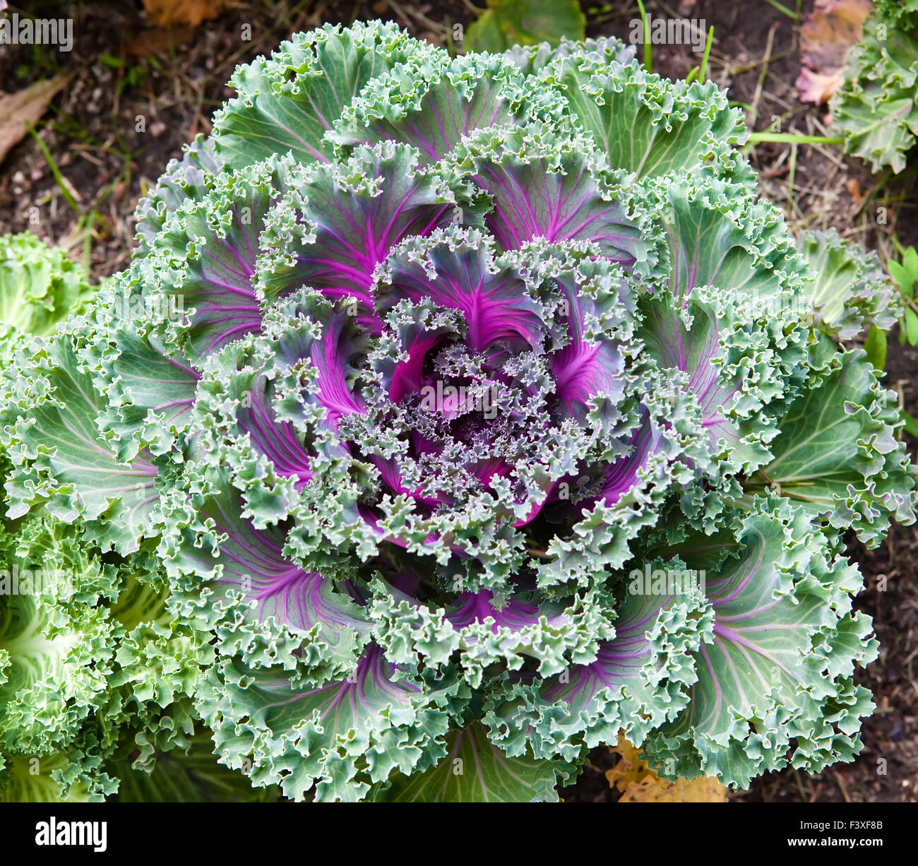 Green cabbage decorative hi-res stock photography and images - Alamy