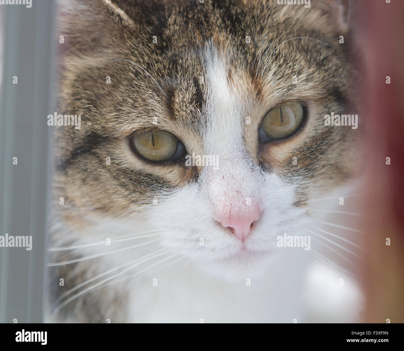 Cat face looking through window Stock Photo - Alamy