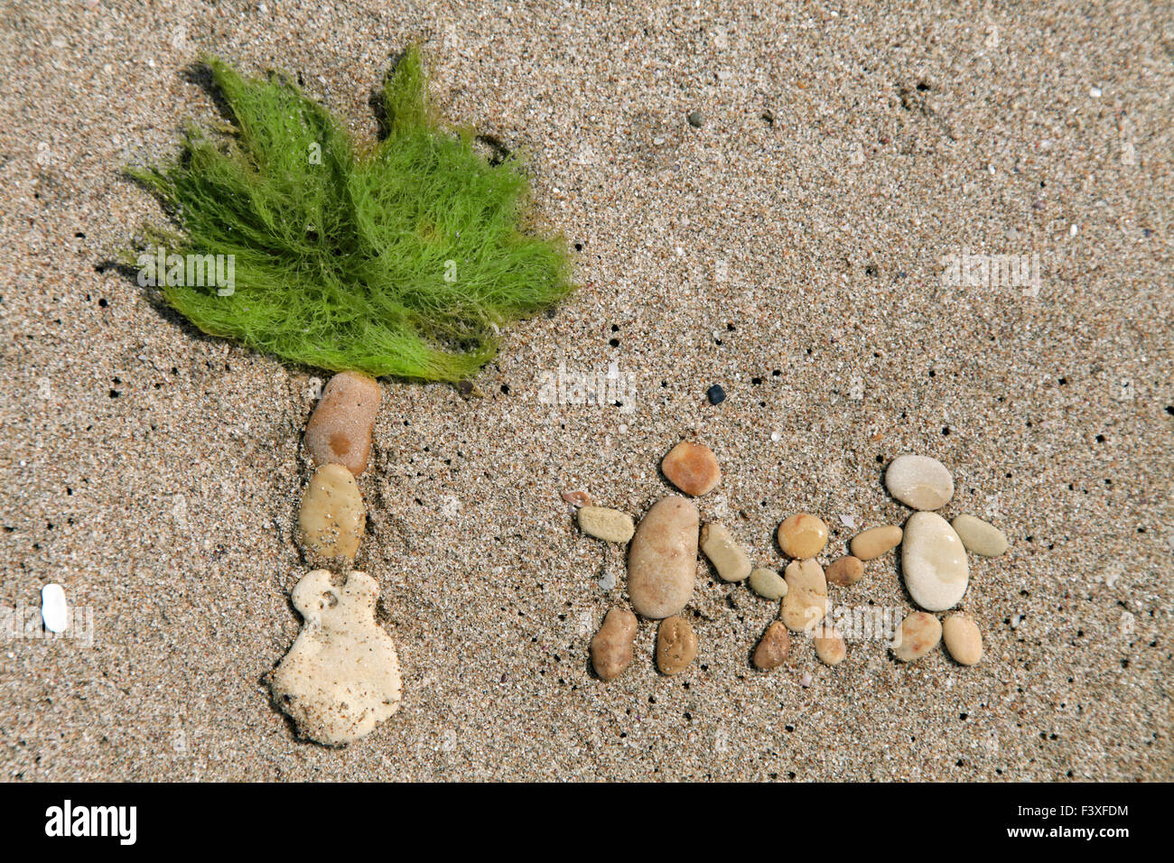 Palm family hi-res stock photography and images - Alamy