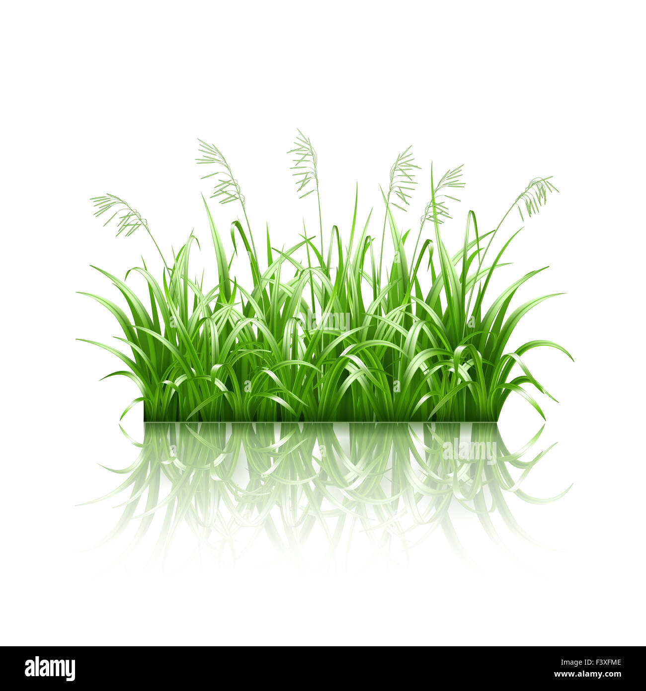 Green grass, vector Stock Photo - Alamy