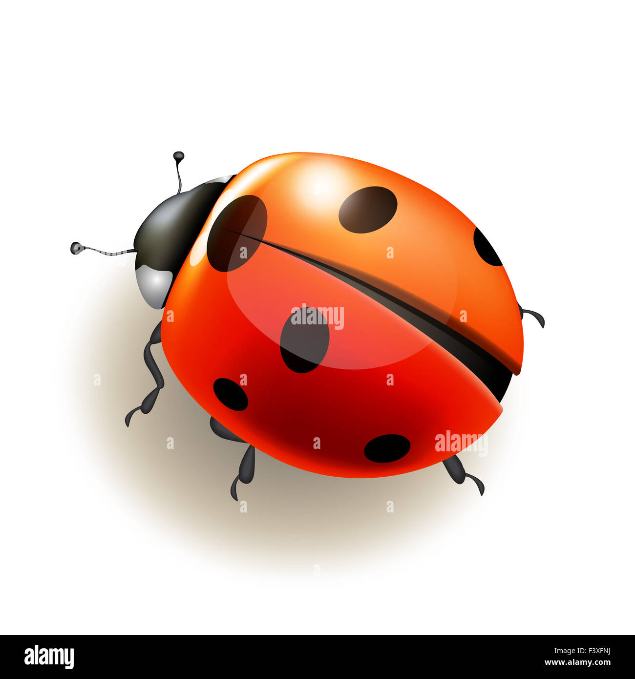 Ladybird. Vector illustration Stock Photo - Alamy