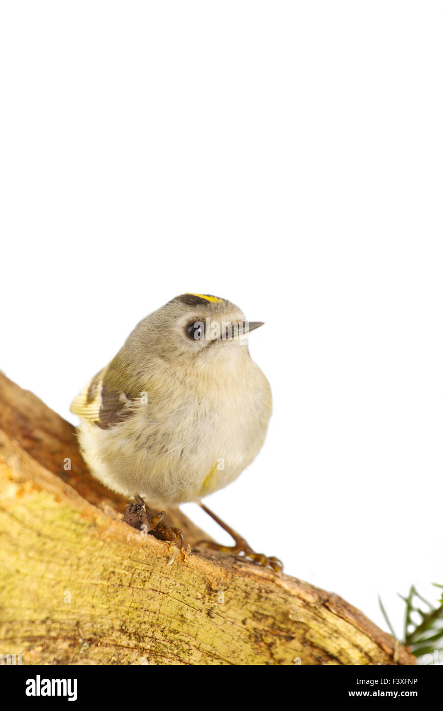 Goldcrest isolated hi-res stock photography and images - Alamy