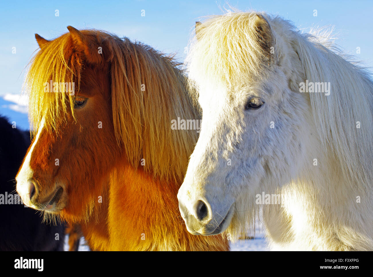 Animal duo hi-res stock photography and images - Alamy