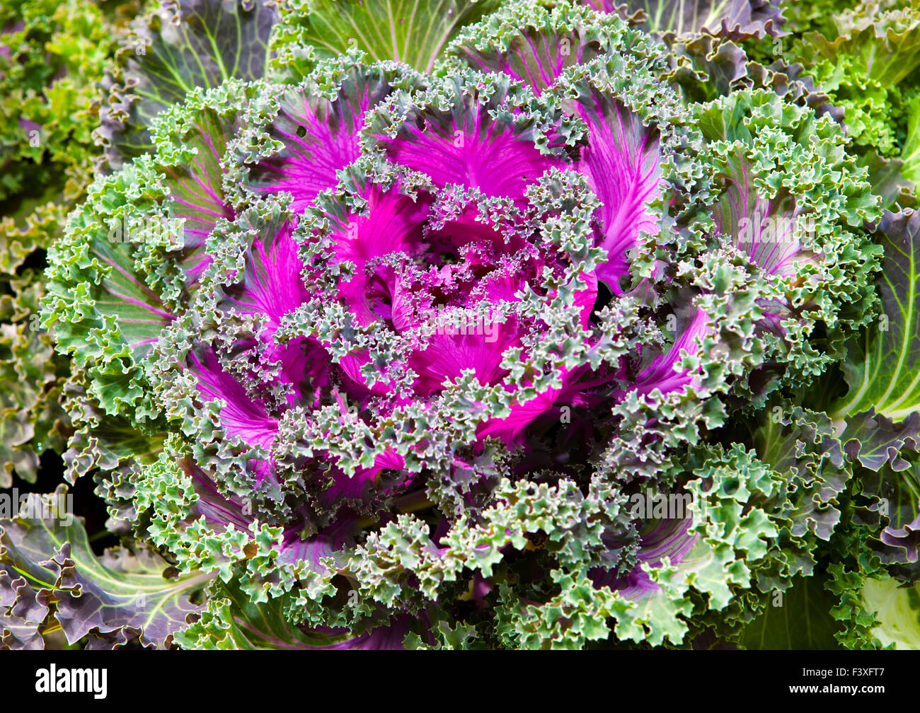 Decorative multi-coloured cabbage Stock Photo - Alamy